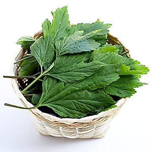 TKE Farms & Gardens - Mugwort Seeds for Planting, 500 mg, 4000+ Heirloom Seeds, Non-GMO, Instructions Included, Artemisia vulgaris, Qty 1