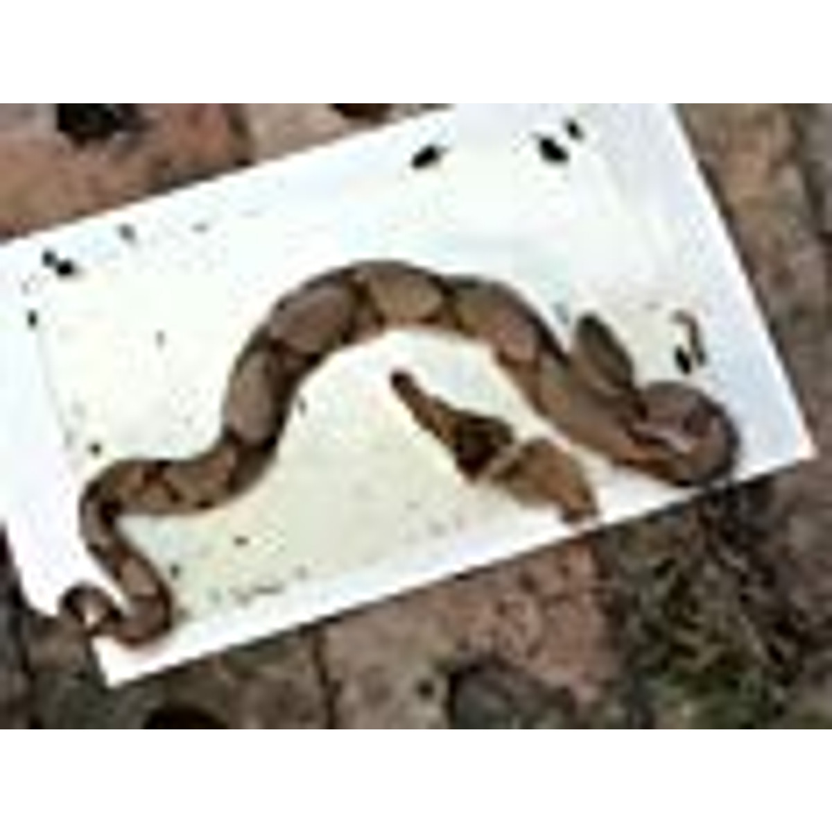Cahaba Snake Trap Small Catch Inserts 10 Pack