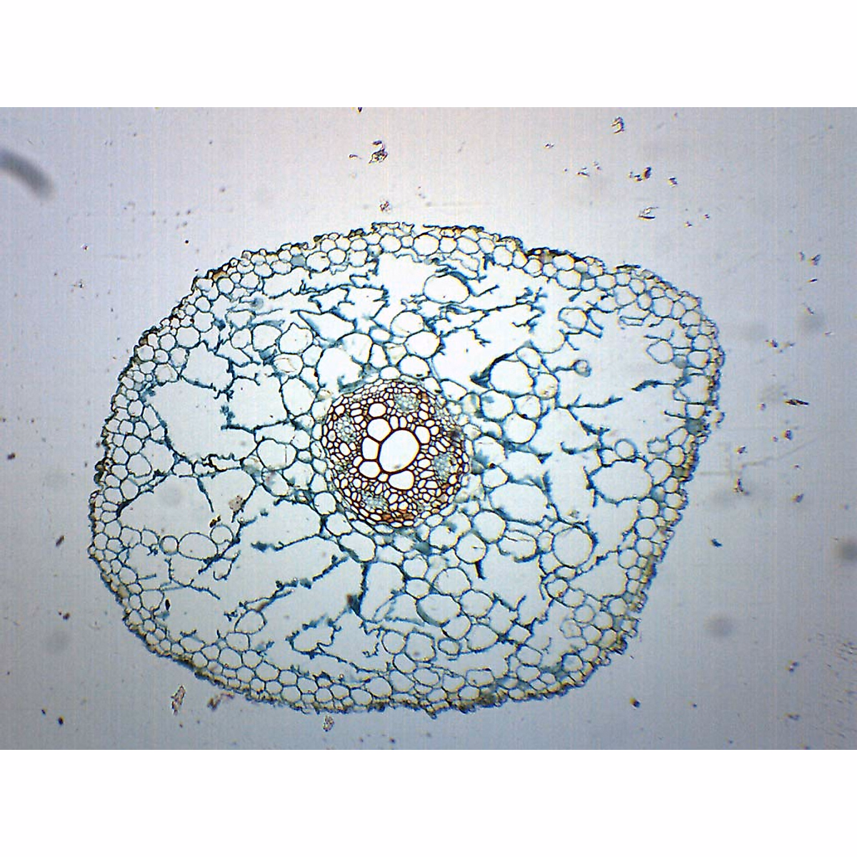 EISCO - Ranunculus Root - Cross Section - Prepared Microscope Slide - 75 x 25mm - Biology & Microscopy