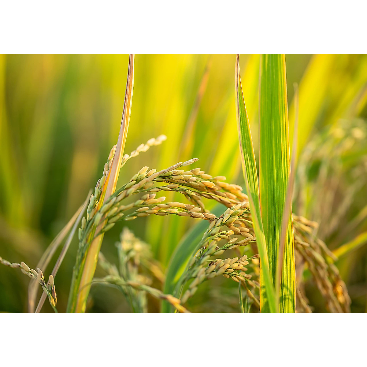 Food to Live - Organic White Jasmine Rice, 5 Pounds - Non-GMO, Long-Grain Rice Variety, Raw, Vegan, Kosher, Bulk