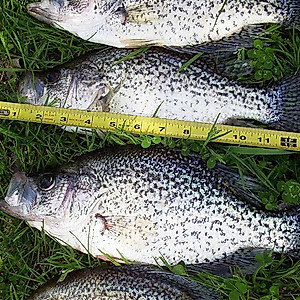 XFISHMAN-Crappie-Jigs-Marabou-Feather-Hair-Jigs-for-Crappie-Fishing-baits-and-lures kit Panfish Trout 1/8 1/16 1/32 oz