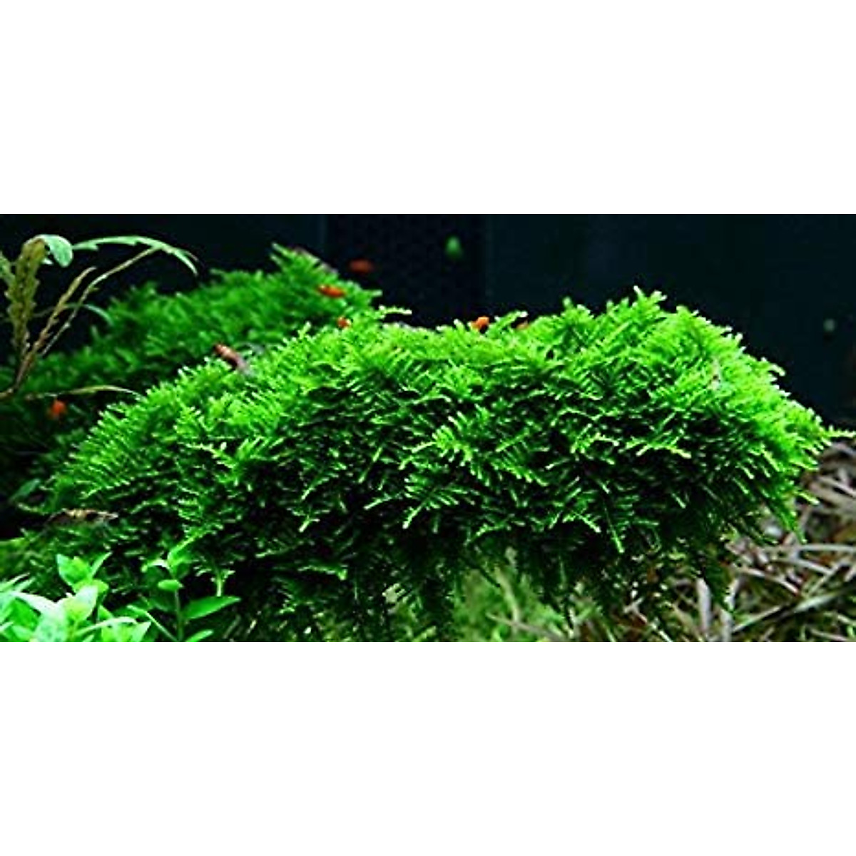 Marcus Fish Tanks - 3X Christmas Moss Vesicularia Montagne Live Freshwater Aquarium Plants Xmas Moss