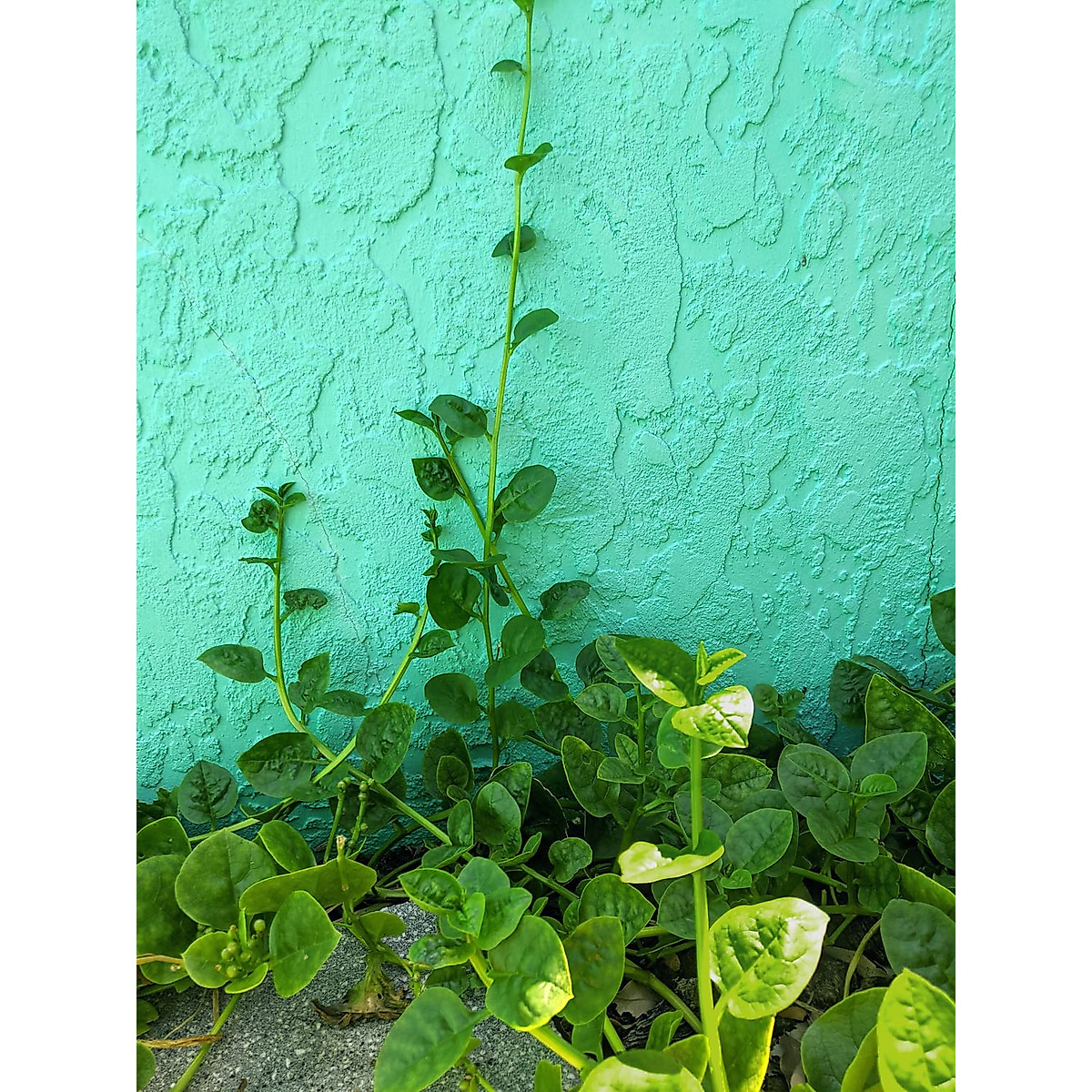 Gaea's Blessing Seeds - Malabar Spinach Seeds - Non-GMO Seeds with Easy to Follow Planting Instructions - Heirloom Big Round Leaf Malabar - 93% Germination Rate