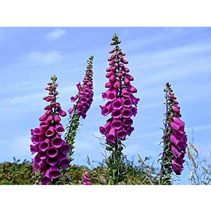 8,000 Foxglove Mix Seeds (Digitalis Purpurea) - by Seeds2Go