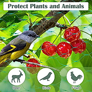 CandyHome Bird Netting for Garden,13Ft x 33Ft Reusable Garden Netting Plants Barrier, Plant Netting Mesh Net Protect Fruit Trees Seedlings Plants from Birds, Squirrels, Cicadas,Rodents