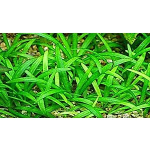 Marcus Fish Tanks - 10x Dwarf Sagittaria Subulata Live Aquarium Plant Dwarf Sag Freshwater Aquatic Carpeting Plant BUY2GET1FREE