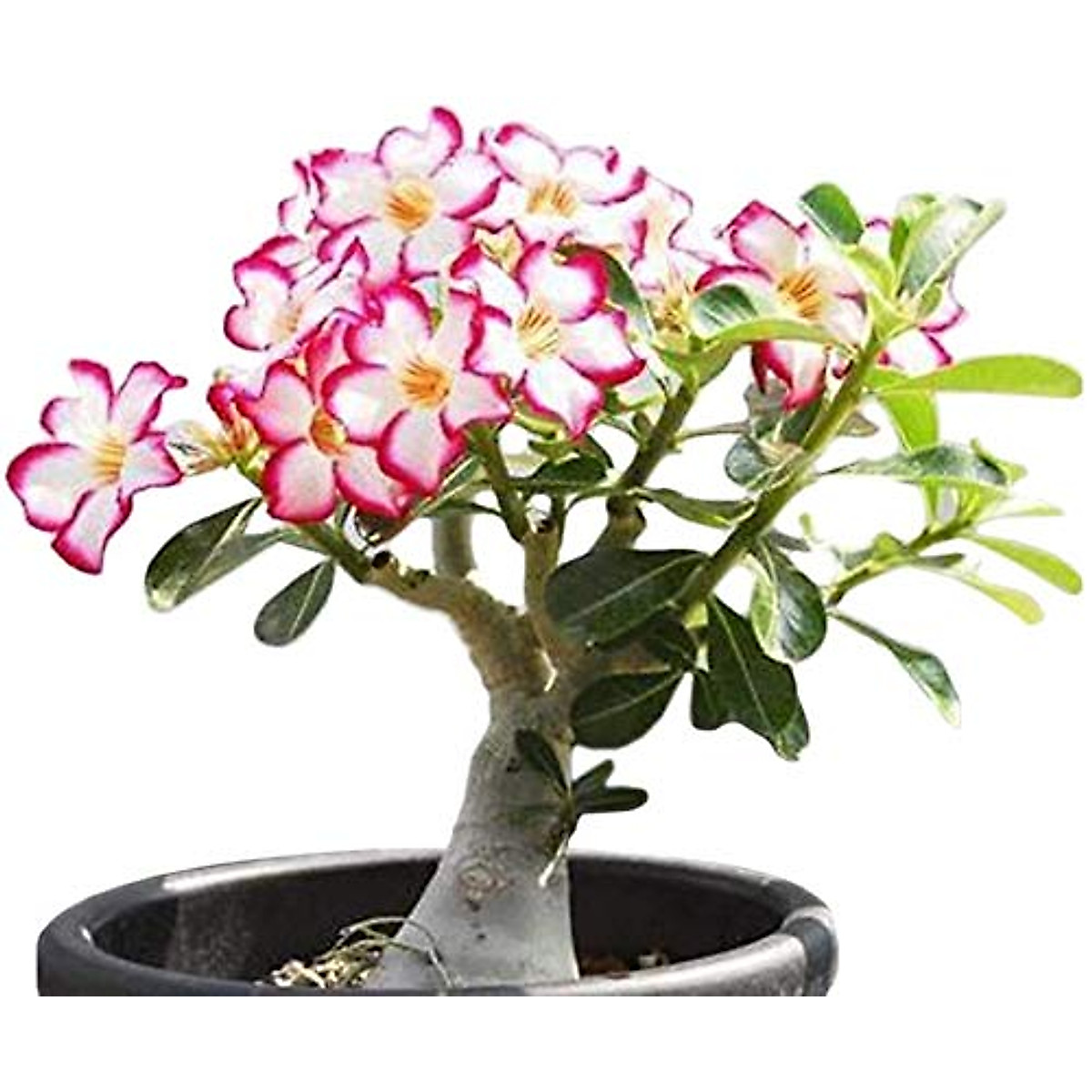 Desert Rose Seeds to Grow | 10 Pack | Highly Prized Multicolored Flowering Bonsai | Adenium Obesum,10 Seeds to Grow