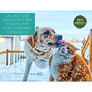 Camelina Oil for Dogs & Cats, 500mL by Olimega Farm | High in Omega-3 & Vitamin E | Support for Healthy Joints, Coat & Skin | Alternative to Salmon Oil for Dogs | Made in Canada | Non-GMO