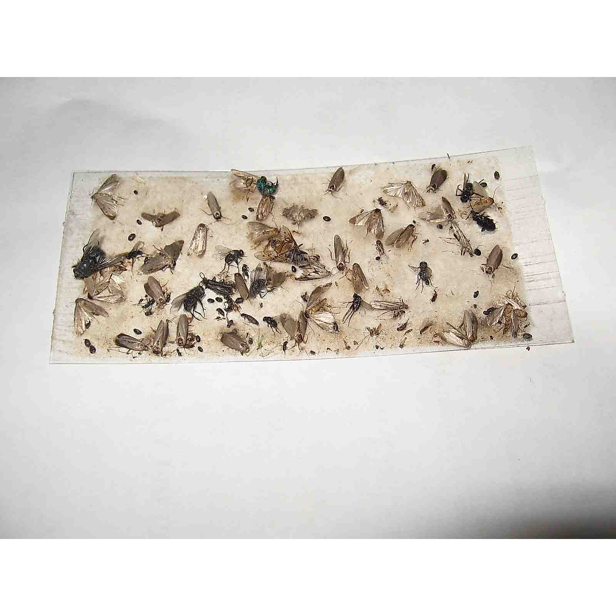 8 pk Economy All Insect Traps/Glue Boards/Window Strips. Fly, Bees, Wasps, Asian Beetles +