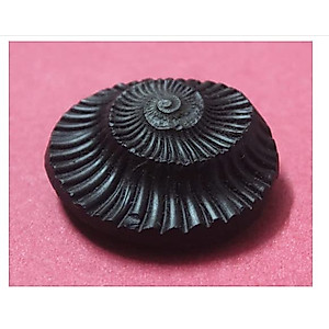 SynSpiritStore Original Shaligram/Shalagram Shila Stone (Approx. Half Inch) for Lord Vishnu Pooja and Tulsi Pooja, Nepal Gandaki River Stone