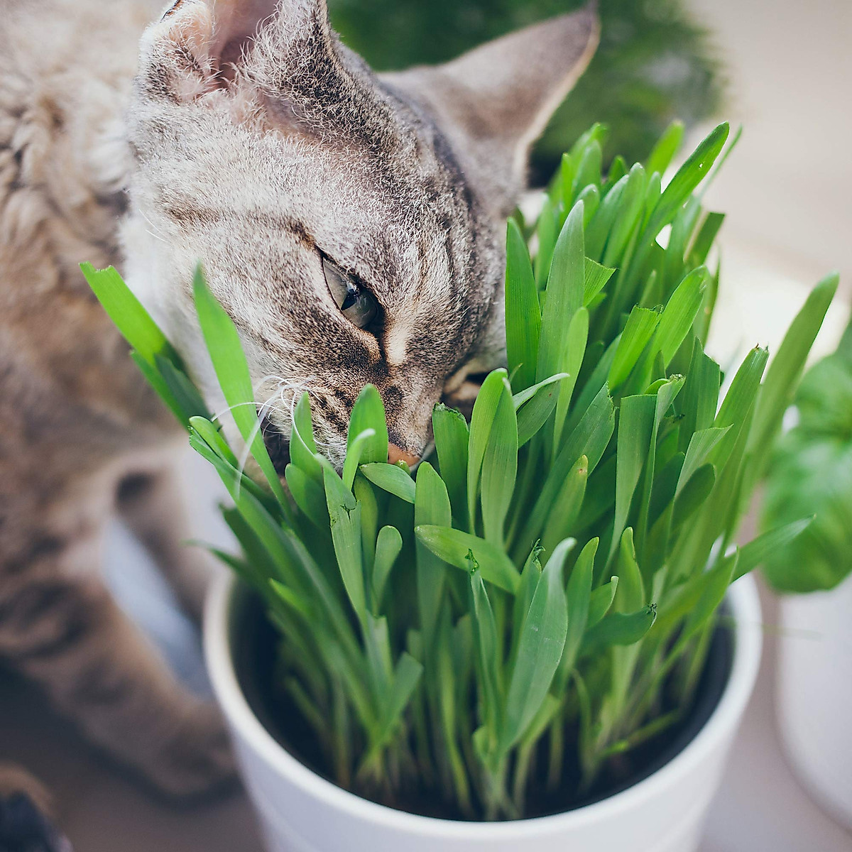 Organic Cat Grass Seed Blend for Planting - 12 oz. Handy Pantry Brand - A Healthy Mix of Organic Wheatgrass Seeds, Barley, Oats, and Rye Seeds - Non-GMO Wheatgrass Seeds for Pets