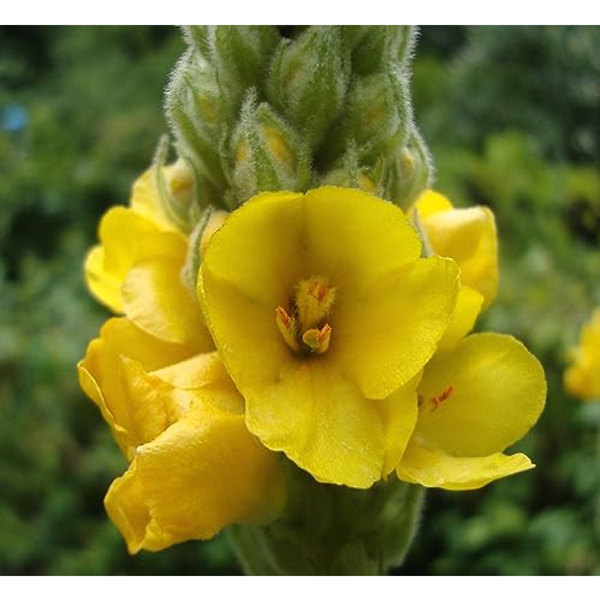Gaea's Blessing Seeds - Mullein Seeds - Non-GMO Herb Seeds with Easy to Follow Instructions, Heirloom, Open-Pollinated, Untreated