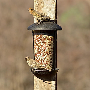 Perky-Pet 101-5 Wall and Post Mount Wild Bird Feeder