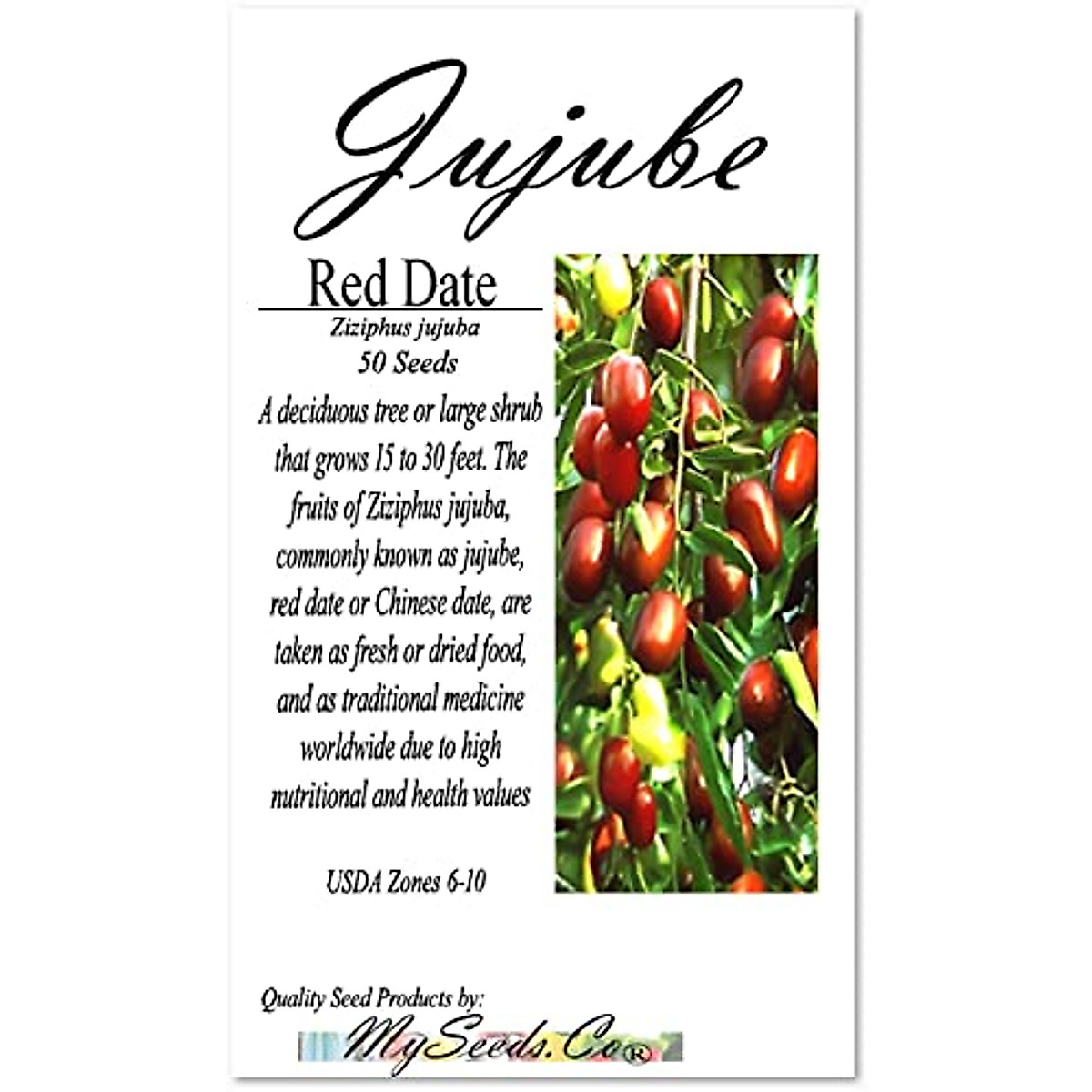 MySeeds.Co - BIG PACK Seeds Big Pack Survival Flower Fruit Garden Seeds, Exotic Rare Non-GMO and Heirloom Variety Limited Quantity, You Choose The Color (Jujube)