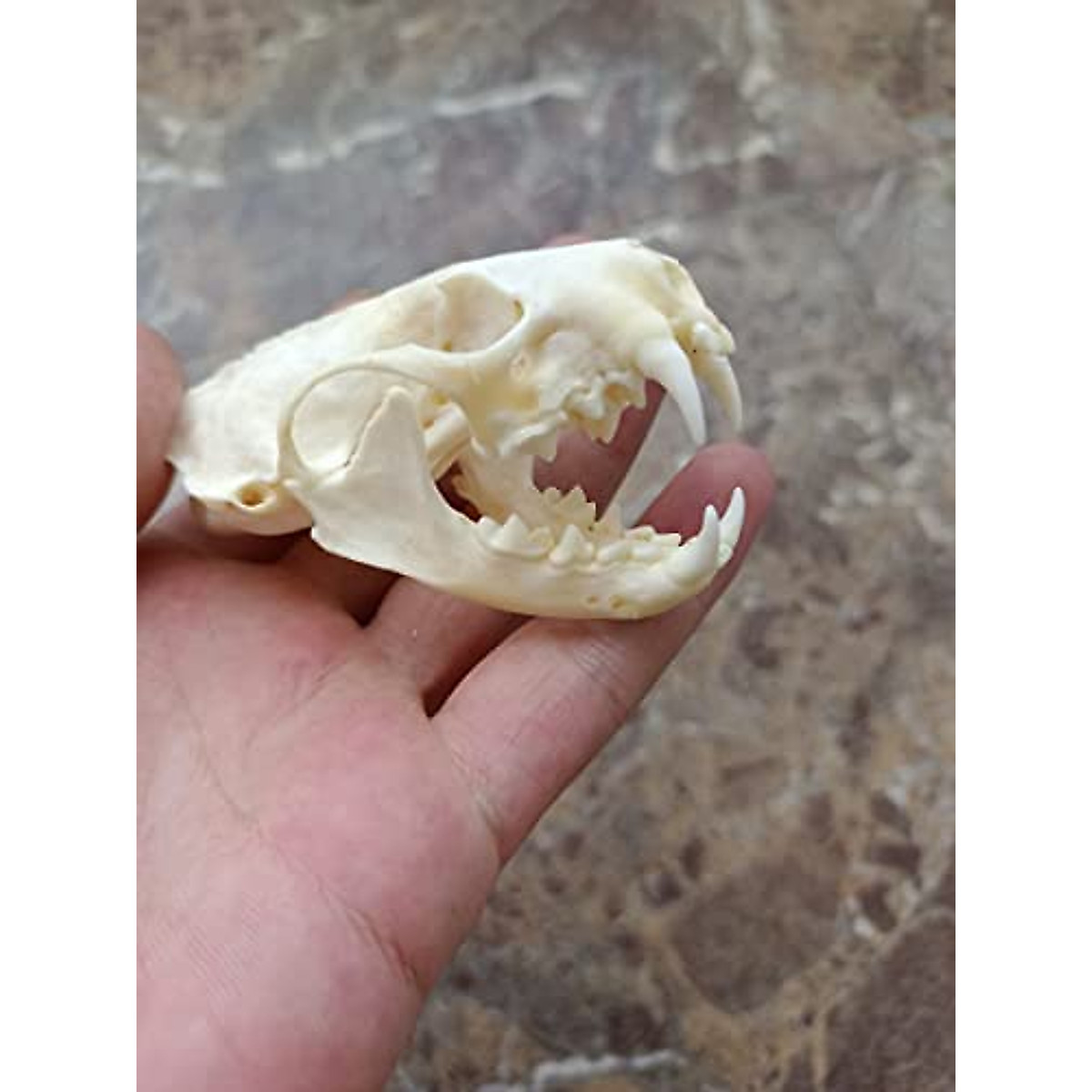 HOT 1/2/3/5/10 pcs Real Animal Skull Specimen Taxidermy Cleaned Skull Collection Fox, cat, Mink, Crocodile, Dog, Raccoon, Snake, Rabbit, Goat ，Muskrat，Nutria，Fox's paw (1pcs,Mink)