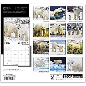 National Geographic Polar Bears 2021 Wall Calendar
