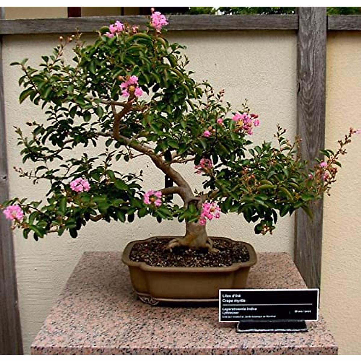 Crape Myrtle Bonsai Tree Seeds - 50 Seeds - Beautiful Flowering Tree - Crape Myrtle