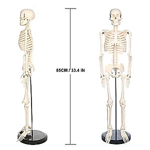 Human Skeleton Model for Anatomy Mini Human Skeleton Model with Metal Stand - 33.4 Inches Tall with Removable Arms and Legs Scientific Study Painted and Numbered Muscle Insertion and Origin Points