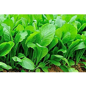 3500 Florida Broadleaf Mustard Seeds for Planting | Fast Growing | Heat and Cold Tolerant | Non-GMO | Heirloom Garden Seed - Cải bẹ xanh - Small GAI Choi