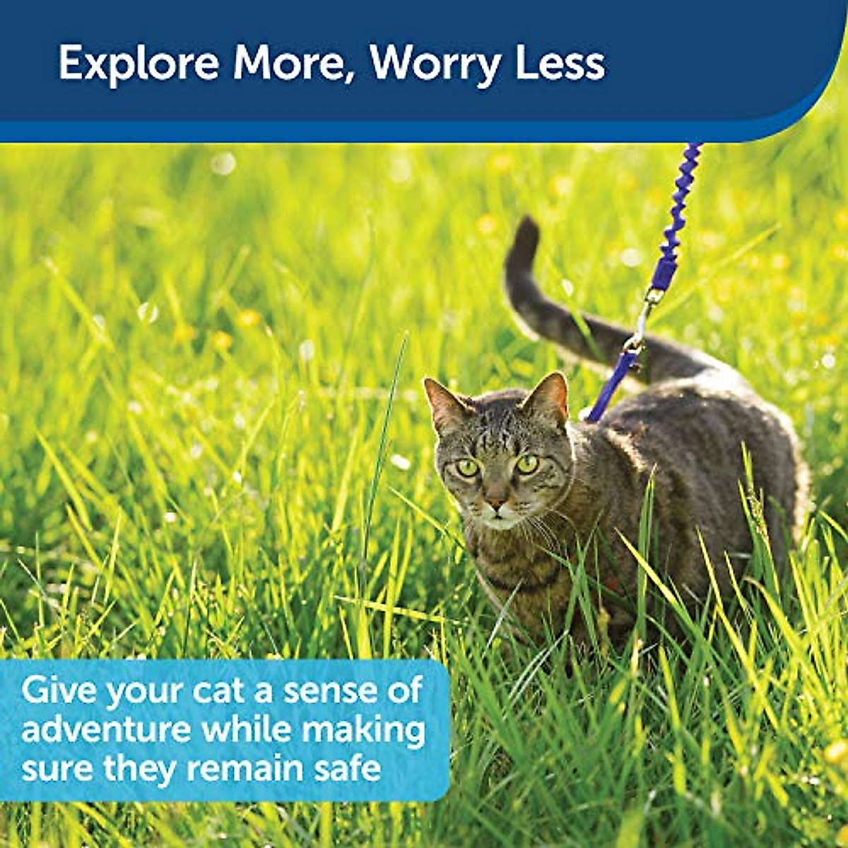 PetSafe Come With Me Kitty Harness and Bungee Leash, Harness for Cats, Large, Royal Blue/Navy