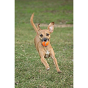 Chuckit Dog Tennis Ball Dog Toy, Small (2 Inch Diameter) for dogs 0-20 lbs, Shrink Wrap Pack of 2