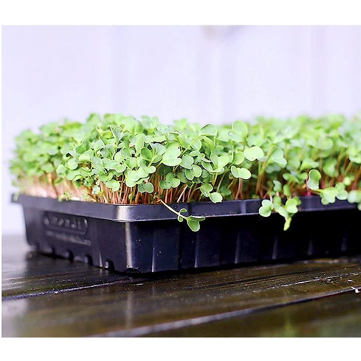 Extra Thick Seedling Growing Trays with Drainage Holes and Humidity Domes with Vents for Control of Humidity, and Temperature Inside. Acts as a Mini Greenhouse for Propagation. (1)