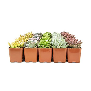 Altman Plants, Live Succulents Plants (50 Pack), Nursery Pots Variety Pack, Bulk Succulents Plants Live Plants Indoor Plants Live House Plants Indoors Live Indoor Plants Live Houseplants Live Indoor