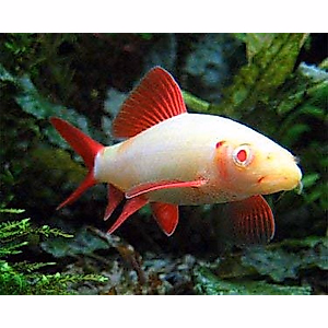 Quinn's Fins Live Freshwater Aquarium Fish -2-3 -" Albino Rainbow Shark - Albino Rainbow Shark - by Live Tropical Fish - Great for Aquariums - Populate Your Fish Tank!