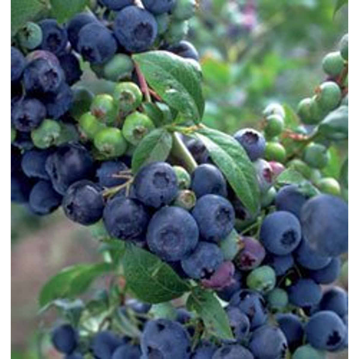 Premier Rabbiteye Blueberry Bush (2.5 Quart) Fruit-Bearing Deciduous Shrub - Full Sun Live Outdoor Plant