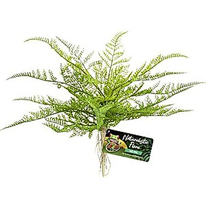 Zoo Med LACE Fern