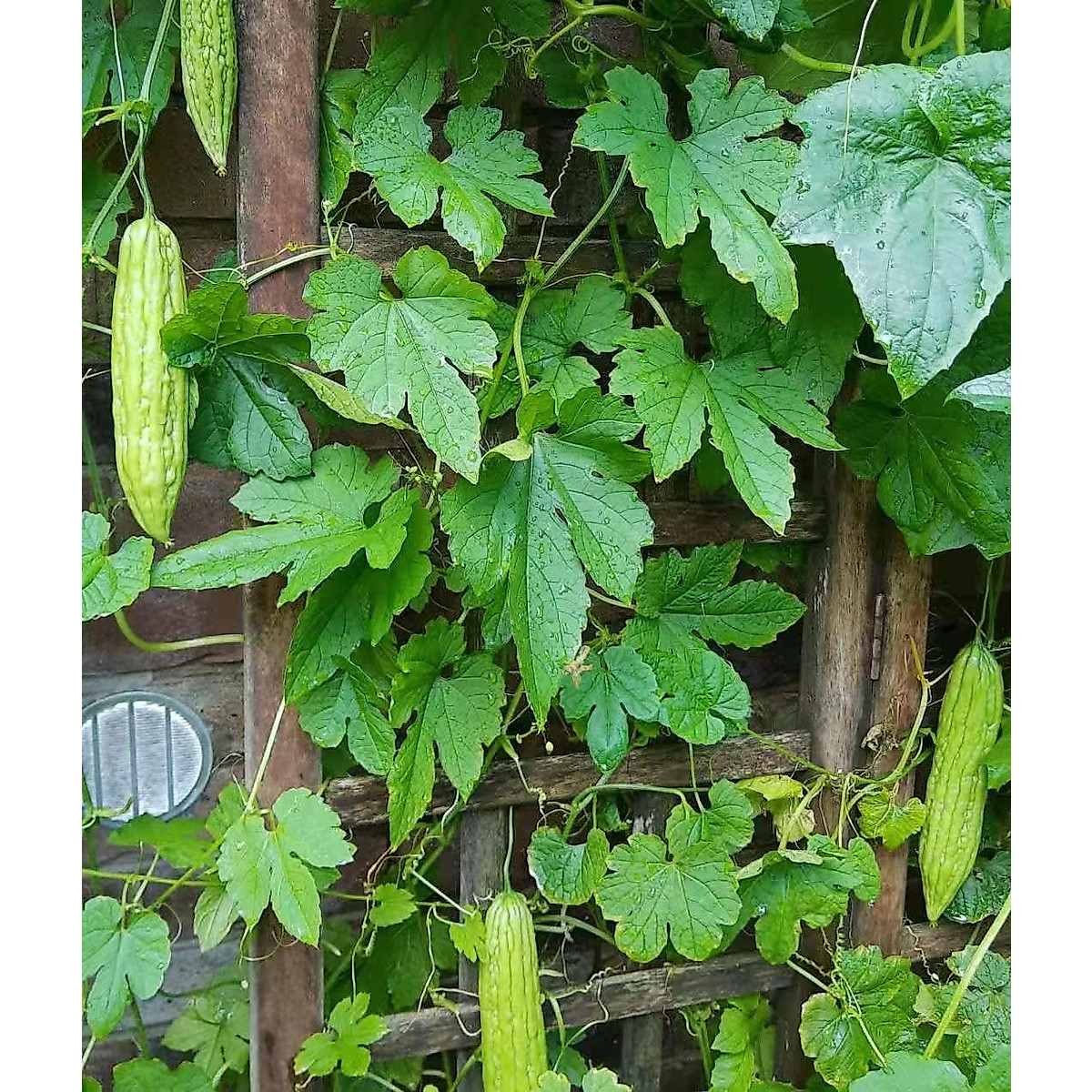 25 Long Bitter Melon Seeds - Khổ Qua Mỡ Trái Dài - Up to 16 inches Fast Growing - AKA. Bitter Gourd, Bitter Squash, Balsam Pear, Kyushu, Karela, Goya, Paval, Ampalaya, Vietnamese Bottle Gourd