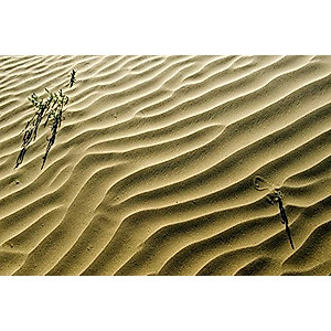 Posterazzi PDDCN11BJY0044 Canada, Saskatchewan, Hills. Sand Dune Ripples and Plants Photo Print, 18 x 24, Multi