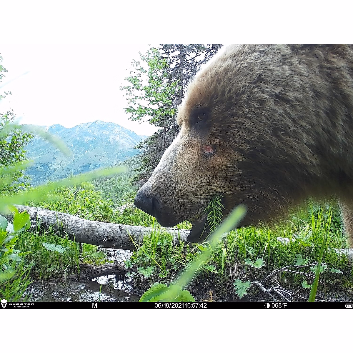 Spartan Camera Gocam 4G LTE Trail Camera, Free Roaming, Remotely Update Settings, HD Video, Photo, Blackout Flash, Hunting, Security, Surveillance + Steel Case + 32GB SD Card