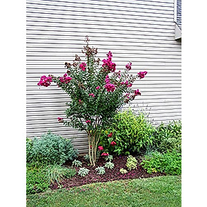 1195D-Dwarf Red-Rocket Crape Myrtle (Lagerstroemia Indica) Seeds by Robsrareandgiantseeds UPC0764425788485 Non-GMO,Organic,USA Grower,Bonsai,Showy, Butterfly Flower,1195-D Package of 10 Seeds