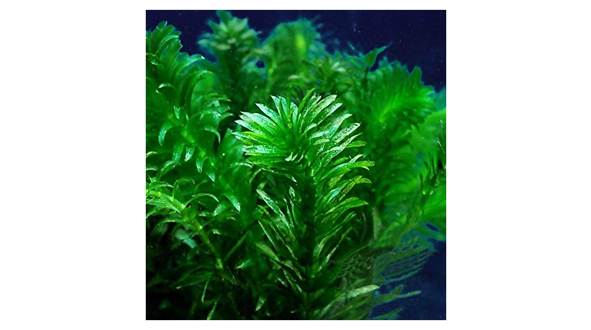 Oxygenating Elodea Plants for Ponds - Fast Growing