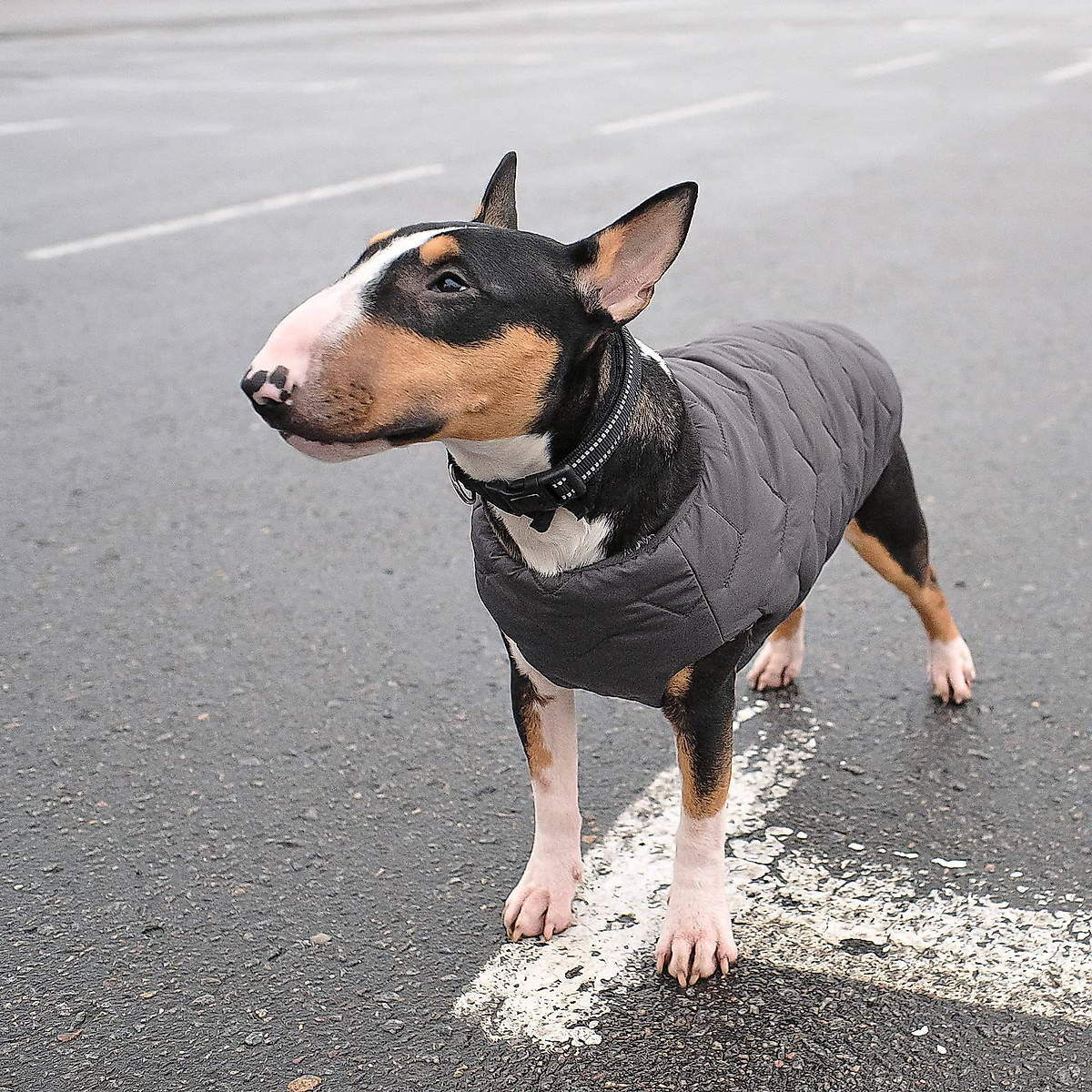 Bonne et Filou Sustainable Dog Jacket Vest Made in Ukraine with Premium Recycled Materials - Lightweight Warm Waterproof Windproof Winter Dog Coat Outfit for Cold Weather (X-Small-2, Grey)