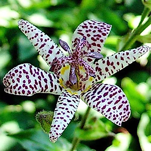 QAUZUY GARDEN Japanese Toad Lily 20 Seeds/Seed -Tricyrtis Shade Perennial Deer Resistant Eye-catching Flower for Home Bonsai Garden Decor Easy to Grow