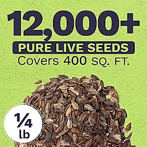 Bulk Zinnia Seeds - California Giants Mix - Bulk 1/4 Pound Bag Over 12,000 Flower Seeds - Mixed Colors and Large Blooms