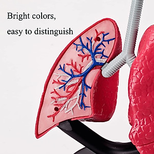 HIRNER Model Teaching Model Realistic Lung Anatomy Model Removerable Human Internal Organ Anatomy Model Medical Teaching Learning Aids for Teaching