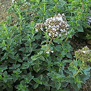 Italian Oregano Seeds for Planting, 2500+ Heirloom Seeds Per Packet, (Isla's Garden Seeds), Non GMO Seeds, Botanical Name: Origanum vulgare, Great Home Herb Garden Gift