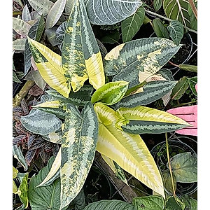 Peter's 20-20-20. 2 Pounds. General Purpose Water Soluble Fertilizer with Micro Nutrients.