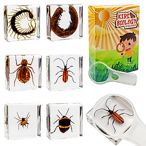 6 PCS Resin Insect Specimen Set, Millepede, Centipede, Dragonfly Larvae, Tea Seed Bug, Red Longhorn Beetle, Spiny Spider, Science Education Toy for Kids