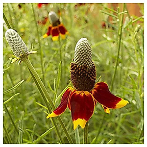 Everwilde Farms - 1/4 Lb Mexican Hat Native Wildflower Seeds - Gold Vault