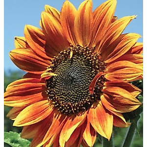 "Autumn Beauty" Sunflower Seeds for Planting, 150+ Flower Seeds Per Packet, (Isla's Garden Seeds), Non GMO Seeds, Scientific Name: Helianthus annus, Great Home Garden Gift