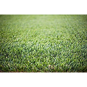 Barenbrug Turf Saver RTF Grass Seed with Yellow Jacket Seed Coating - Less Water Self-Repairing Tall Fescue Turf for Use on Sports Field, Golf Courses, Parks, Lawns, and Yard (10 LB Bag)