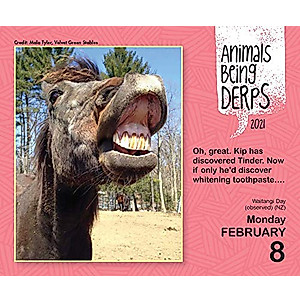 Animals Being Derps 2021 Day-to-Day Calendar: The Internet's Funniest Animals at Their Goofiest