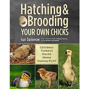 Hatching & Brooding Your Own Chicks: Chickens, Turkeys, Ducks, Geese, Guinea Fowl