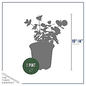 Live Aromatic and Healthy Herb - Eucalyptus (4 Per Pack) - Assorted Varieties, Natural Air Purifier, 10" Tall by 3" Wide