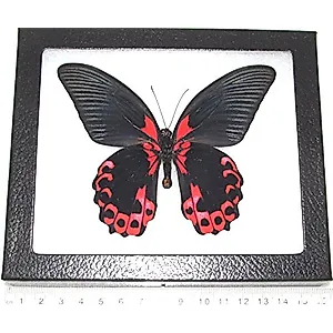 BicBugs Papilio rumanzovia Verso Real Framed Butterfly Pink RED