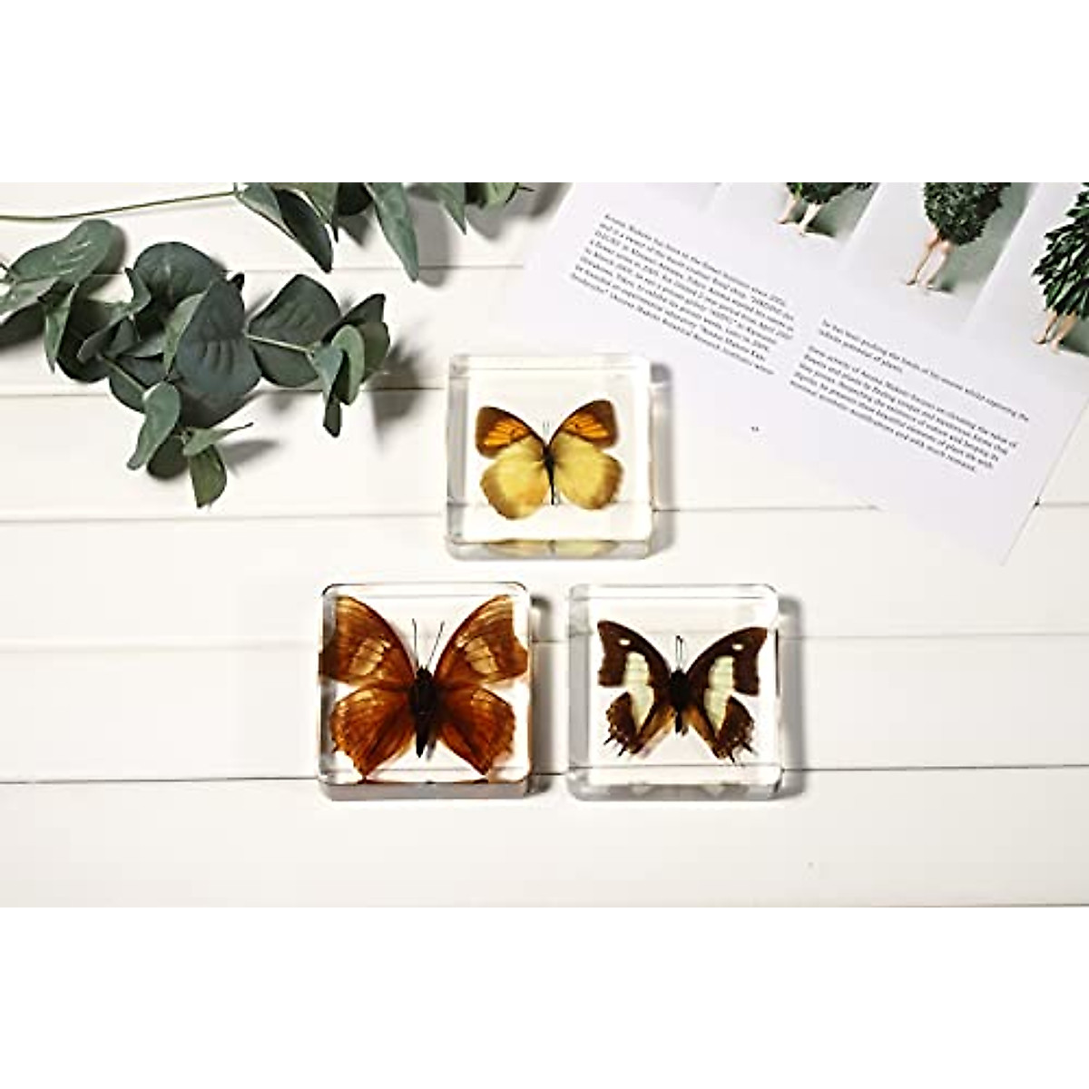 Real Large Butterfly Specimen Specimens Paperweight Collection Display(3x3x0.8''）for Office or Education (Style 4)